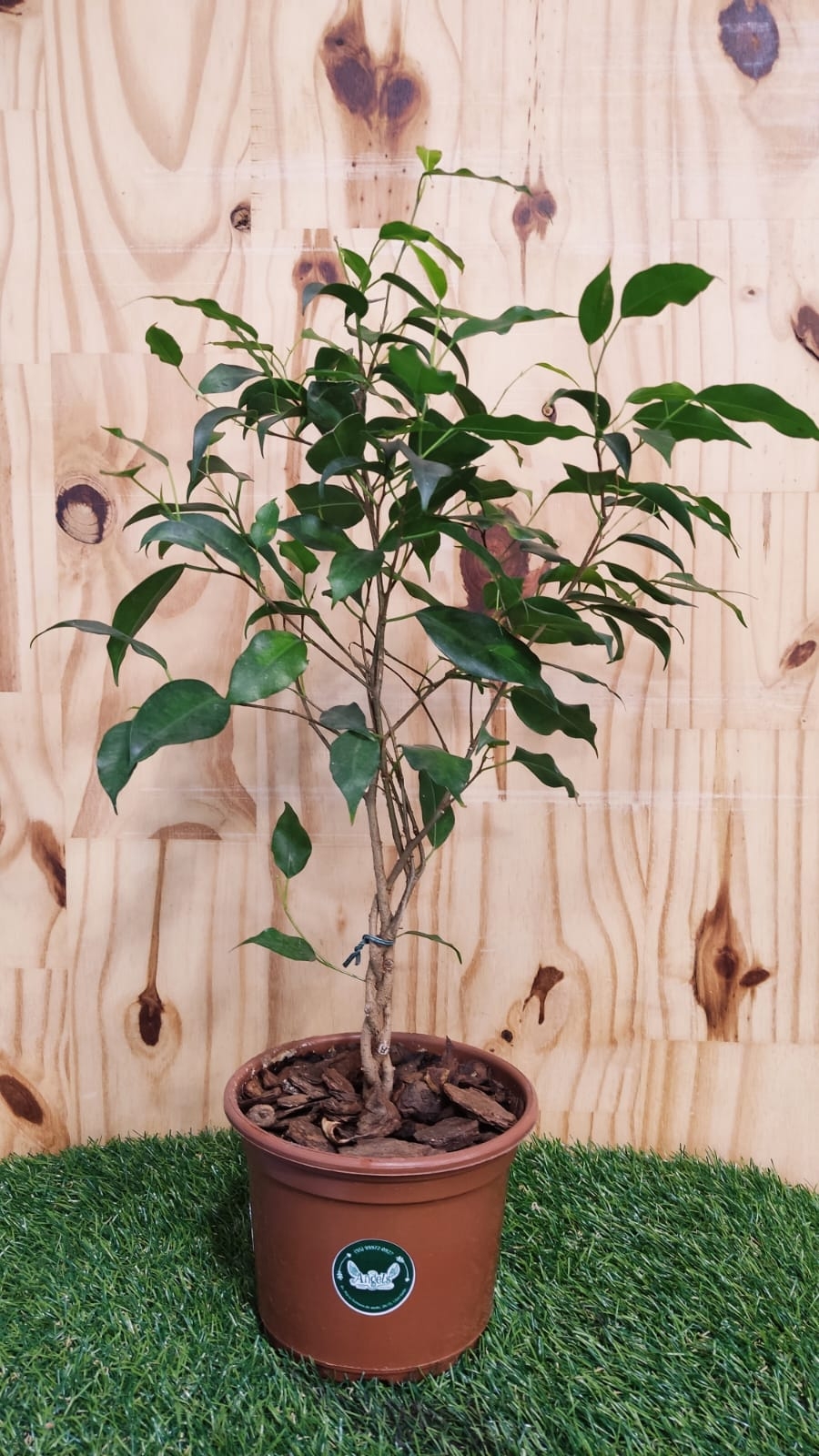 Planta ficus variado p15 tronco trancado