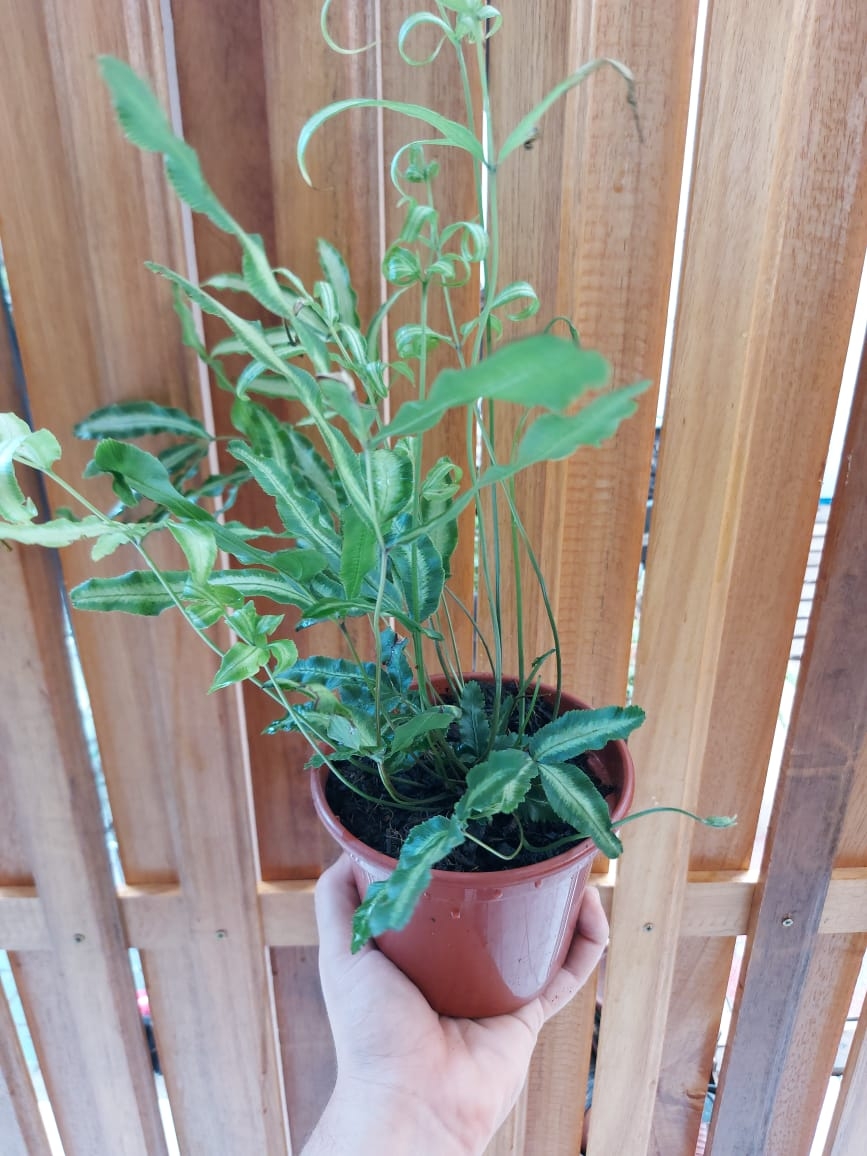 Planta samambaia pteris var p15